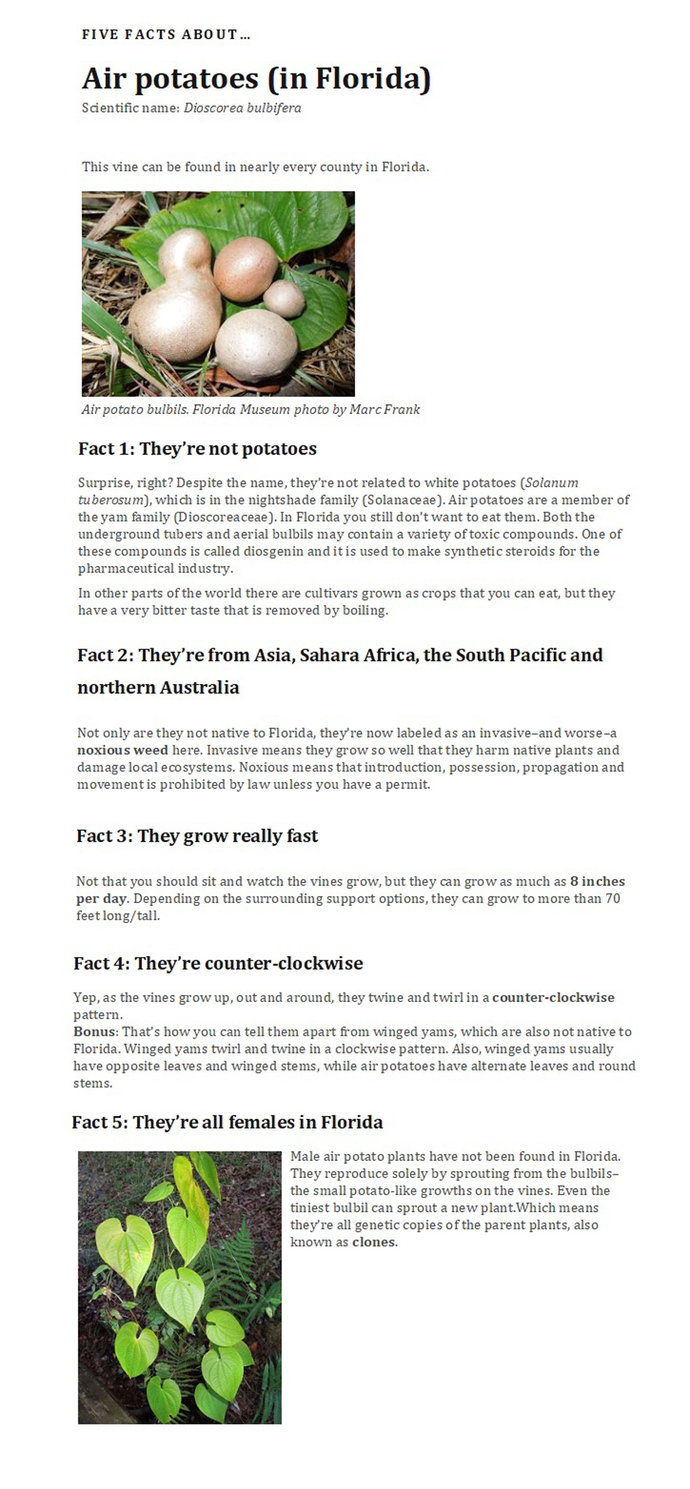 Air Potato | Haint's Retreat