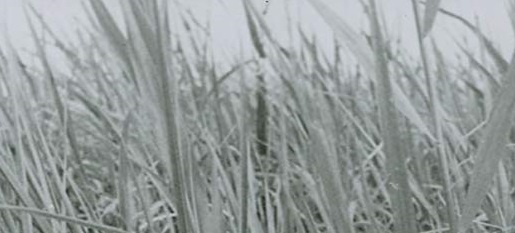 Onibaba (1964) Japanese | Haint's Retreat