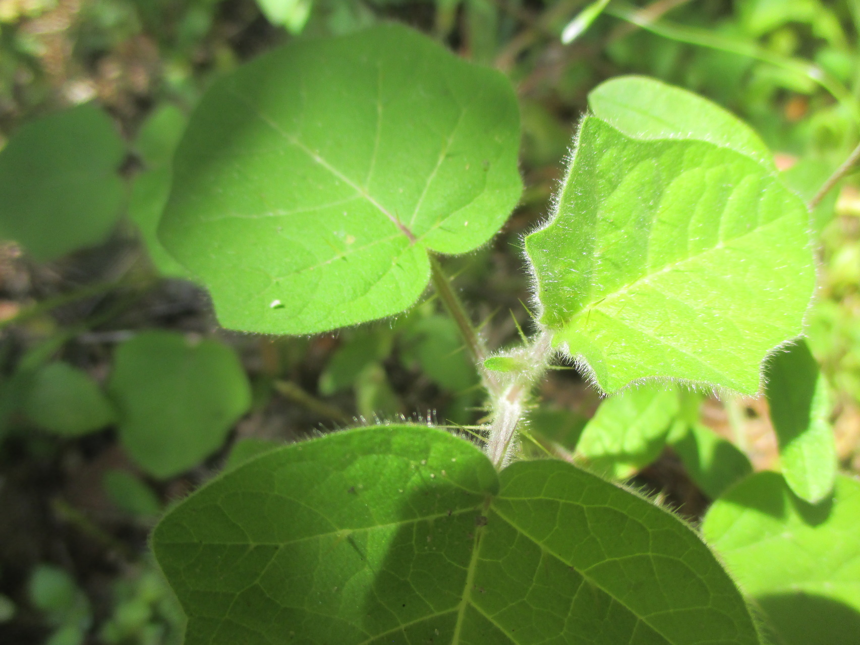 Horse nettle/ Solanum Carolinense/bull nettle or “Devil’s tomato ...